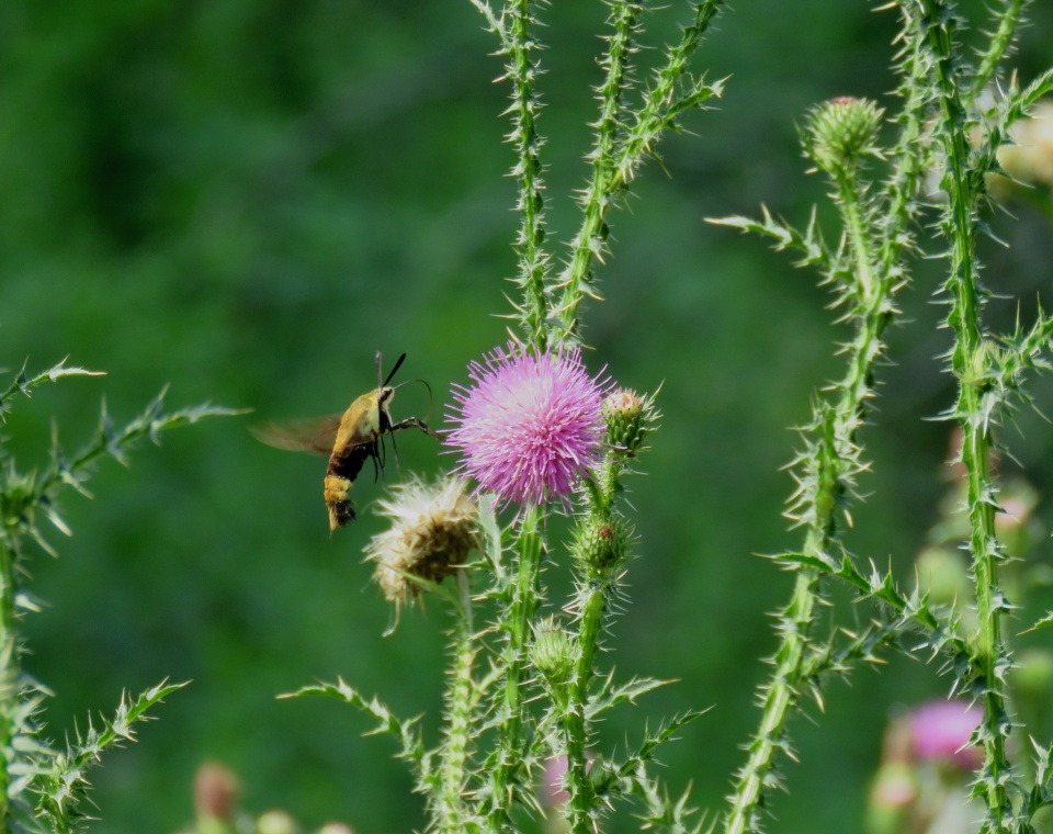 Fancy Bug / Butterfly Parade / Magic Portal | GirlWithACamera | Blipfoto