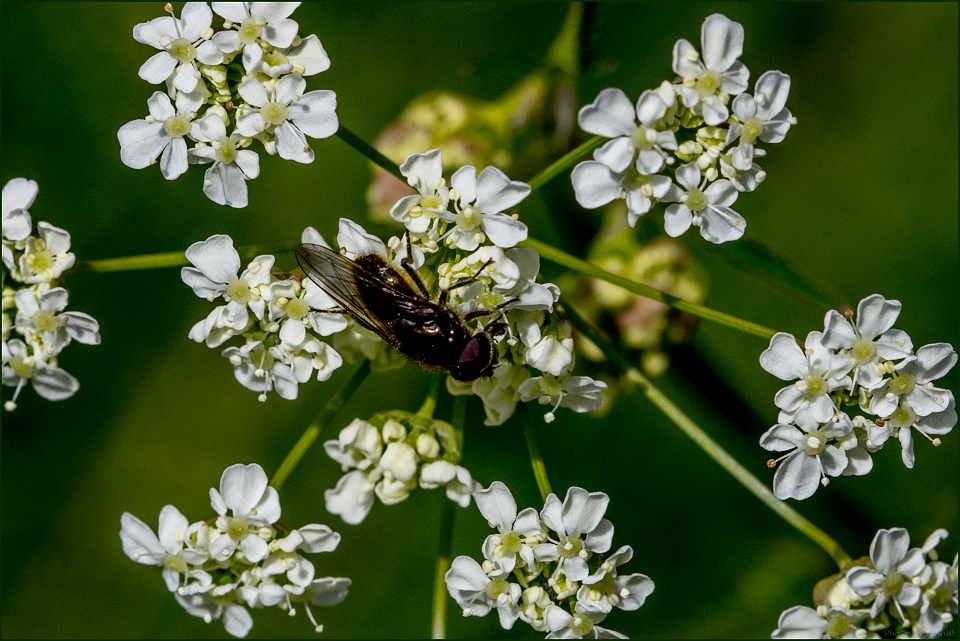 Fly on Wildflower Friday | JohnW | Blipfoto