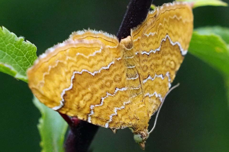 Yellow Shell Moth | Miranda1008 | Blipfoto
