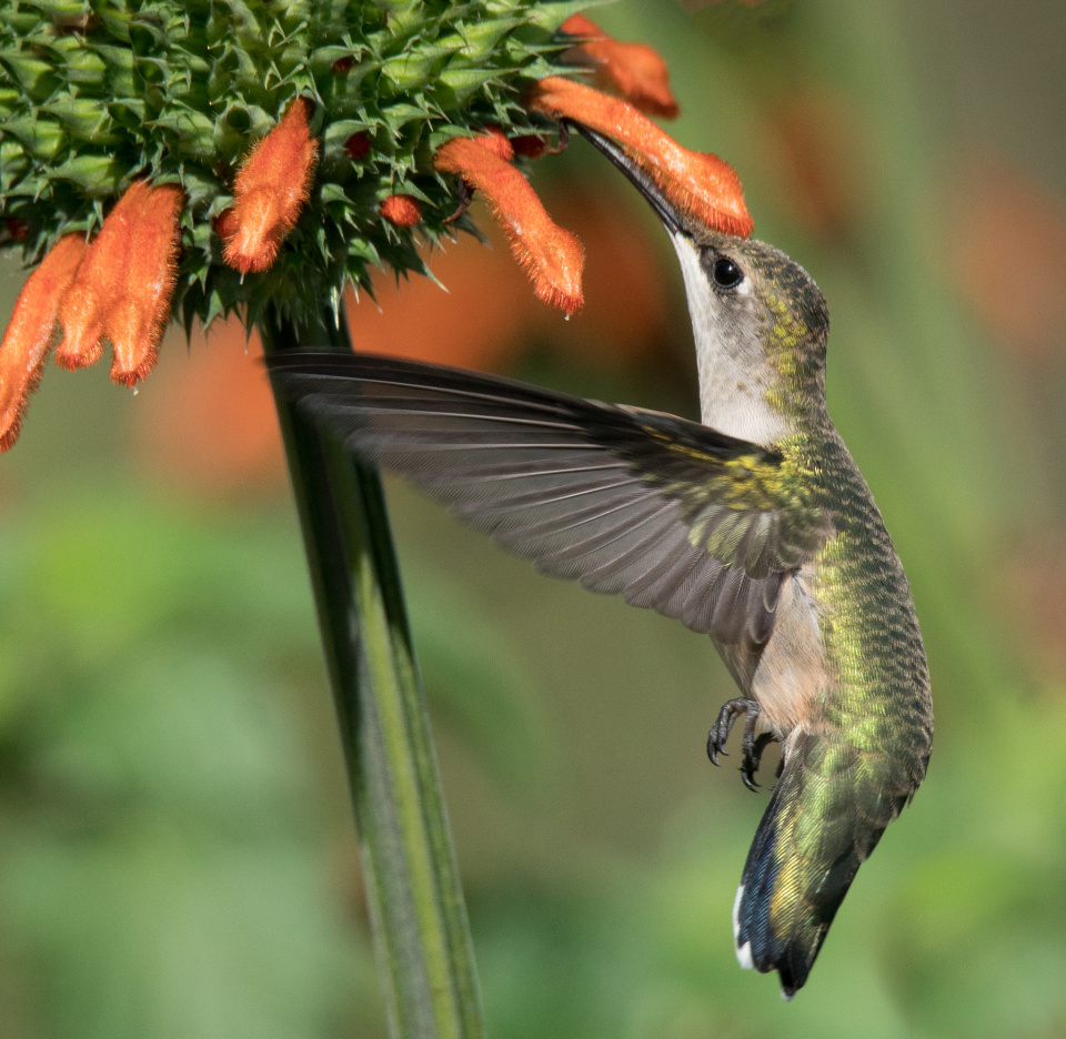 Hummingbird Morning | wrperry | Blipfoto
