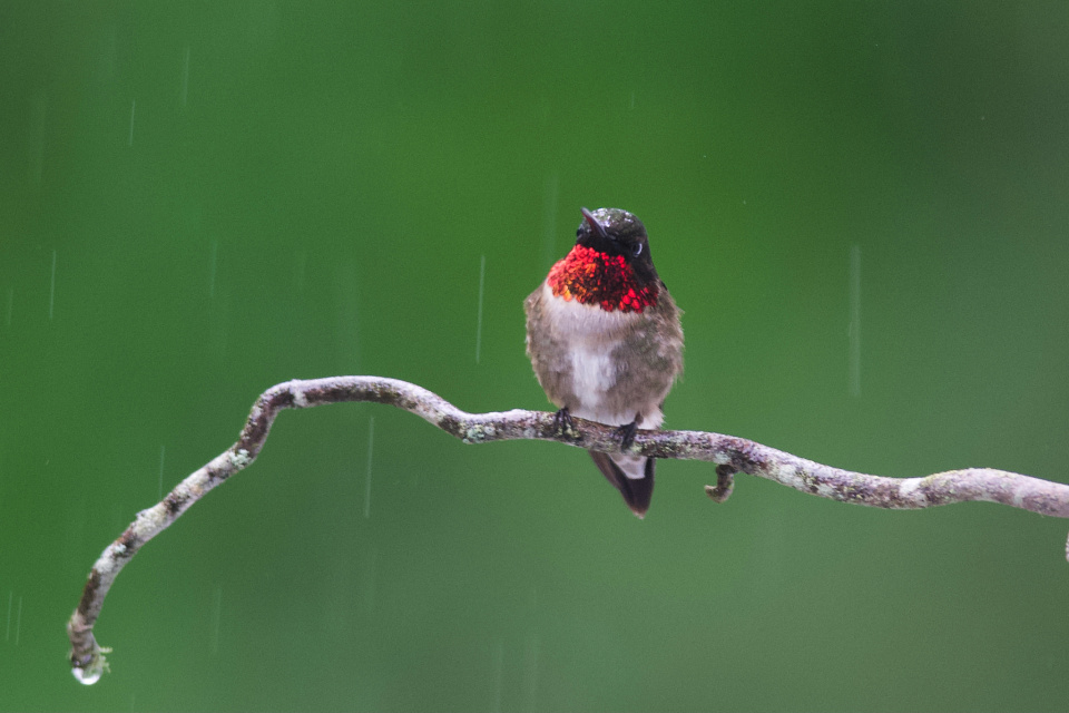 Rainy Day Color | justbe | Blipfoto