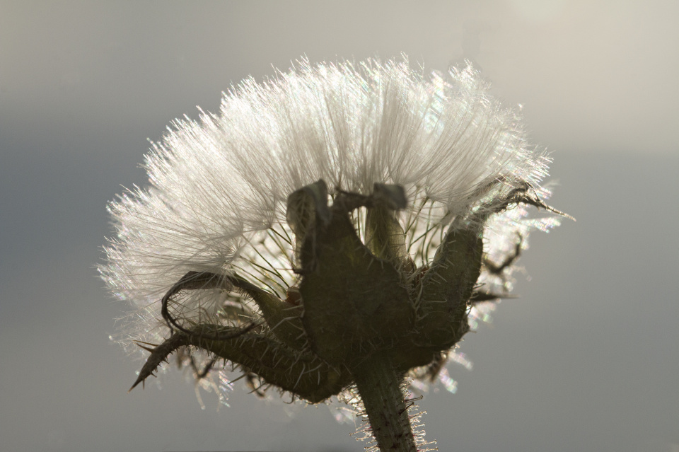 Glowing ball of fluff | LizMBpics | Blipfoto