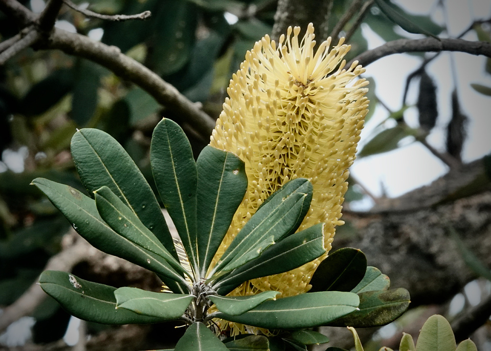 Green and gold | BanksiaMan | Blipfoto