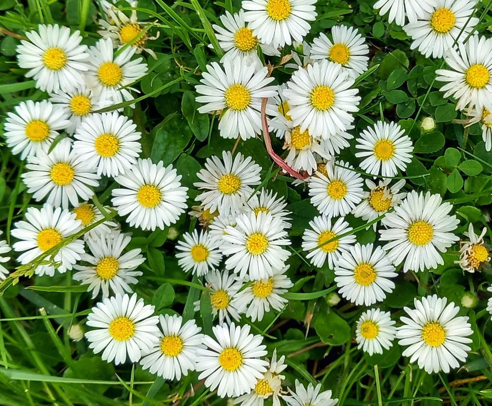 Daisy daisy | Freuchie | Blipfoto