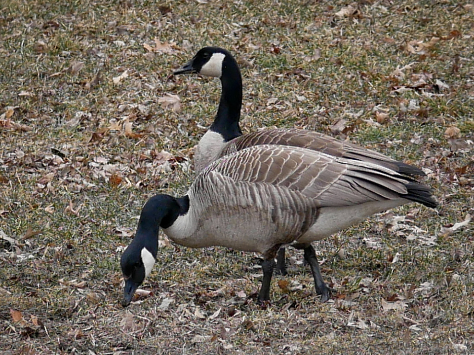 Take a Gander | Irish59 | Blipfoto