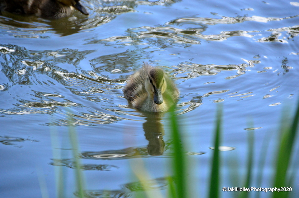 Small Duckling | ThingsBeautiful | Blipfoto