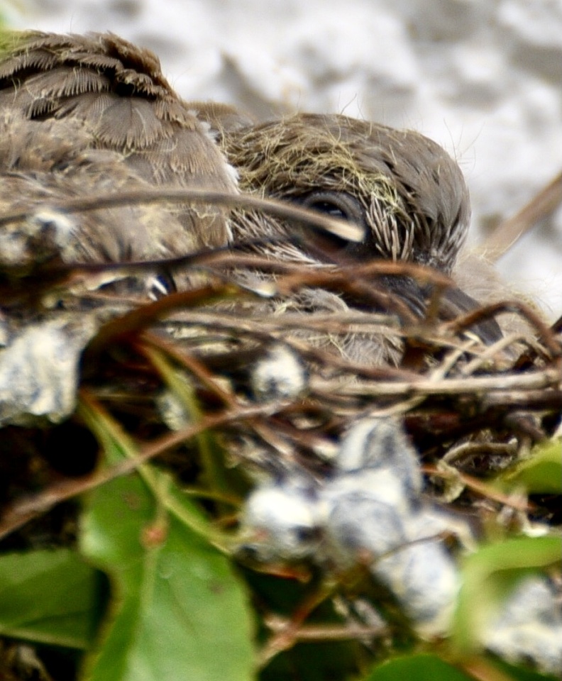 Baby collared dove | loulou164 | Blipfoto