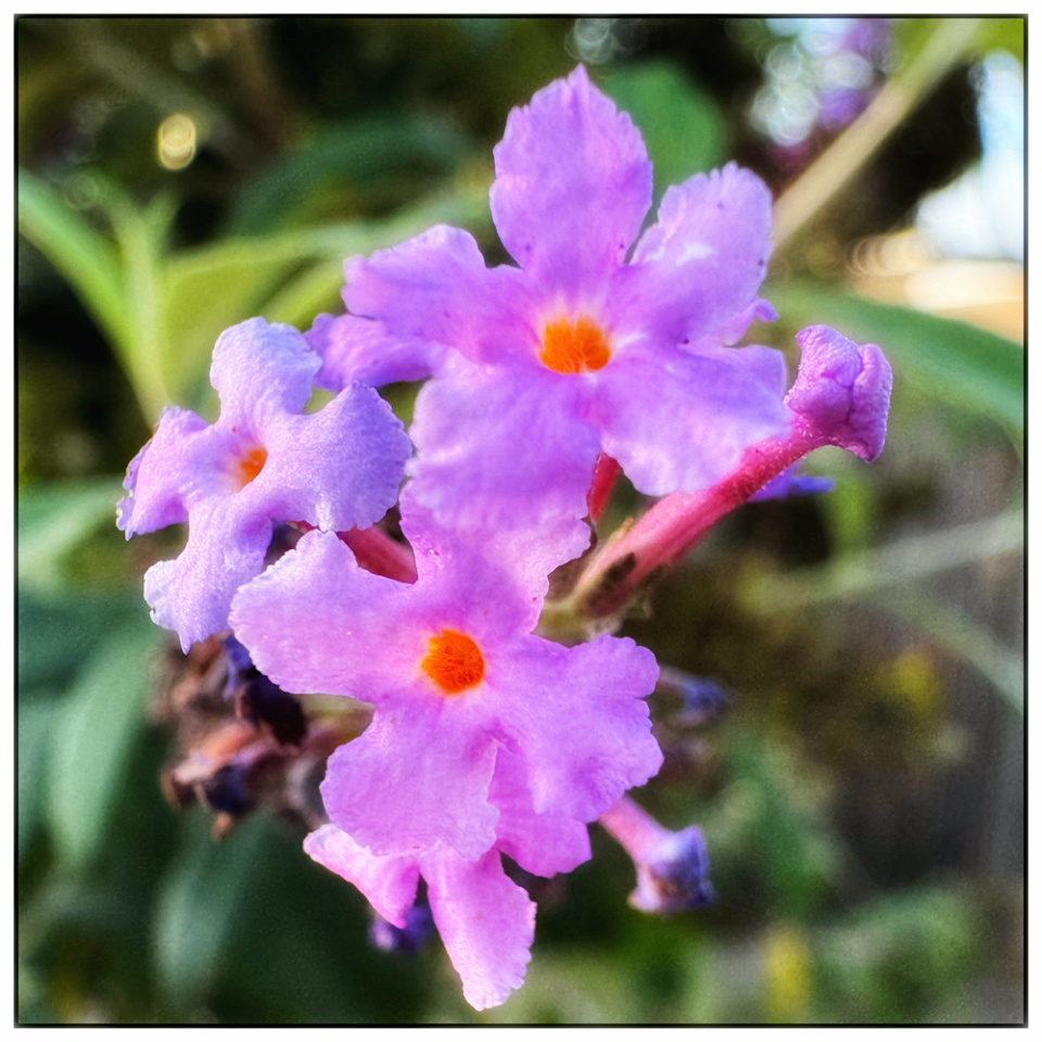 Not much flowers left | Ilja | Blipfoto