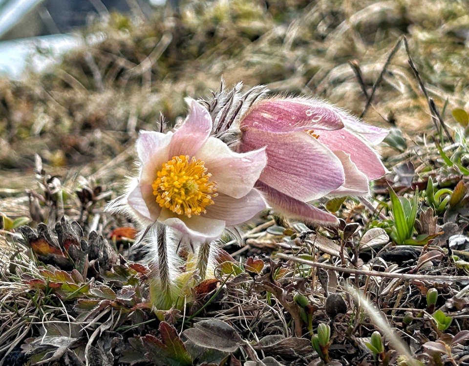 Spring Pasque Flowers … | HilarysView | Blipfoto