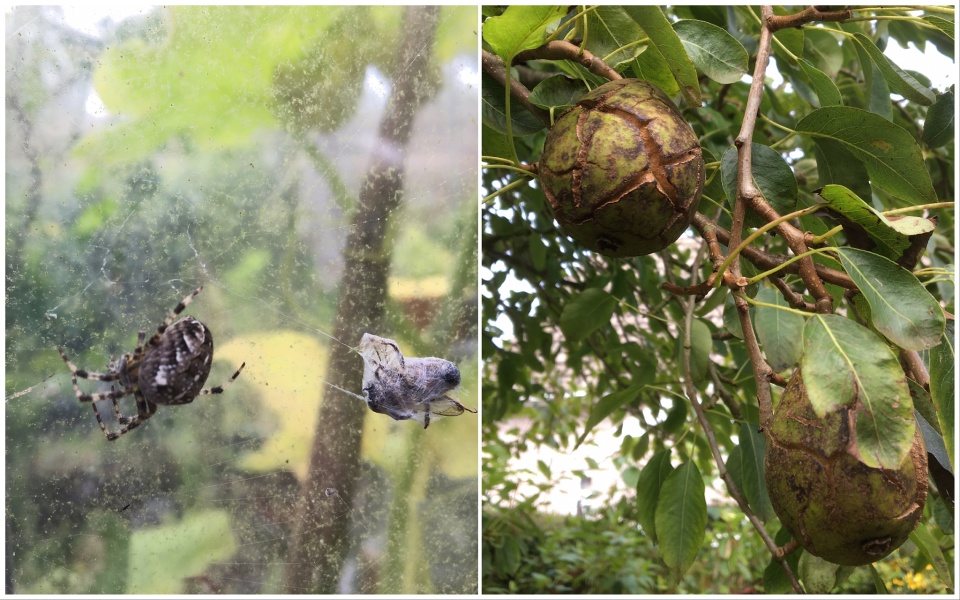 Friday: Spider & Pears ... | doffy | Blipfoto