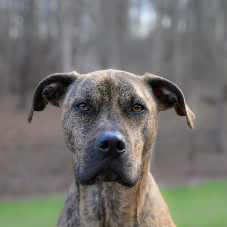 Eye Contact | dbifulco | Blipfoto