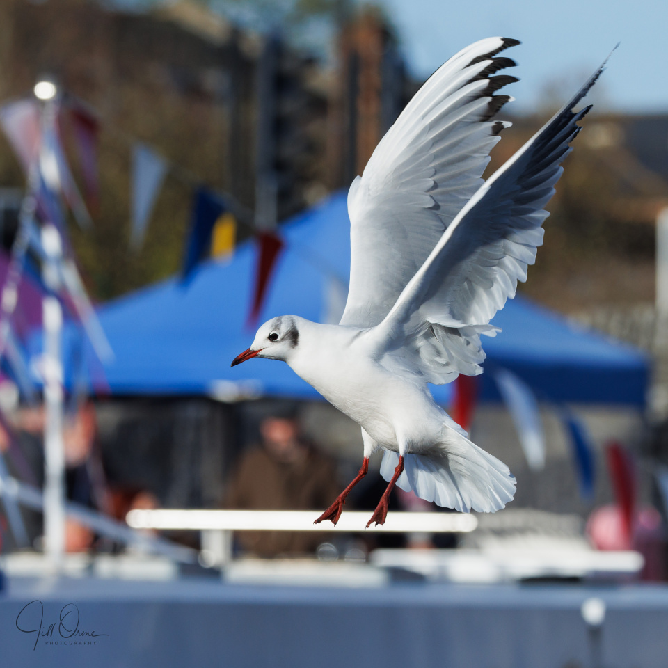 Hover fly | JDO | Blipfoto