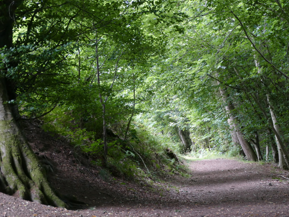 Candy Woods | NatureWatcher | Blipfoto