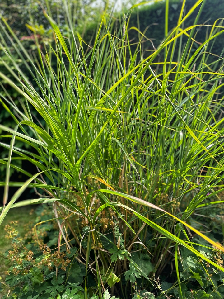 Grass | DebR | Blipfoto