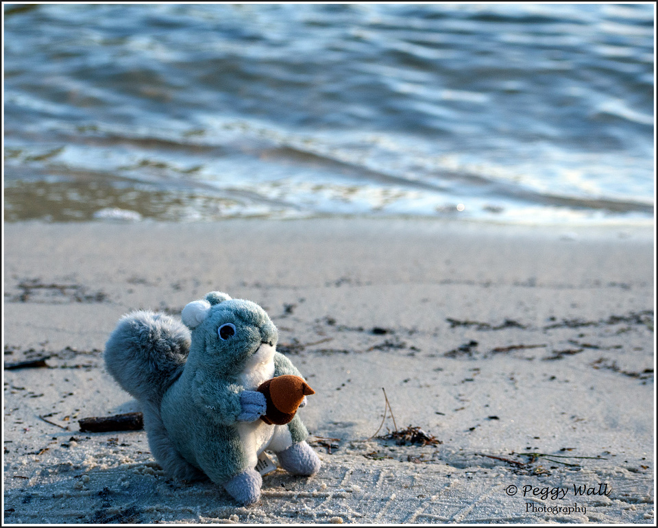 Silly Saturday .... | SquirrelsEtc | Blipfoto