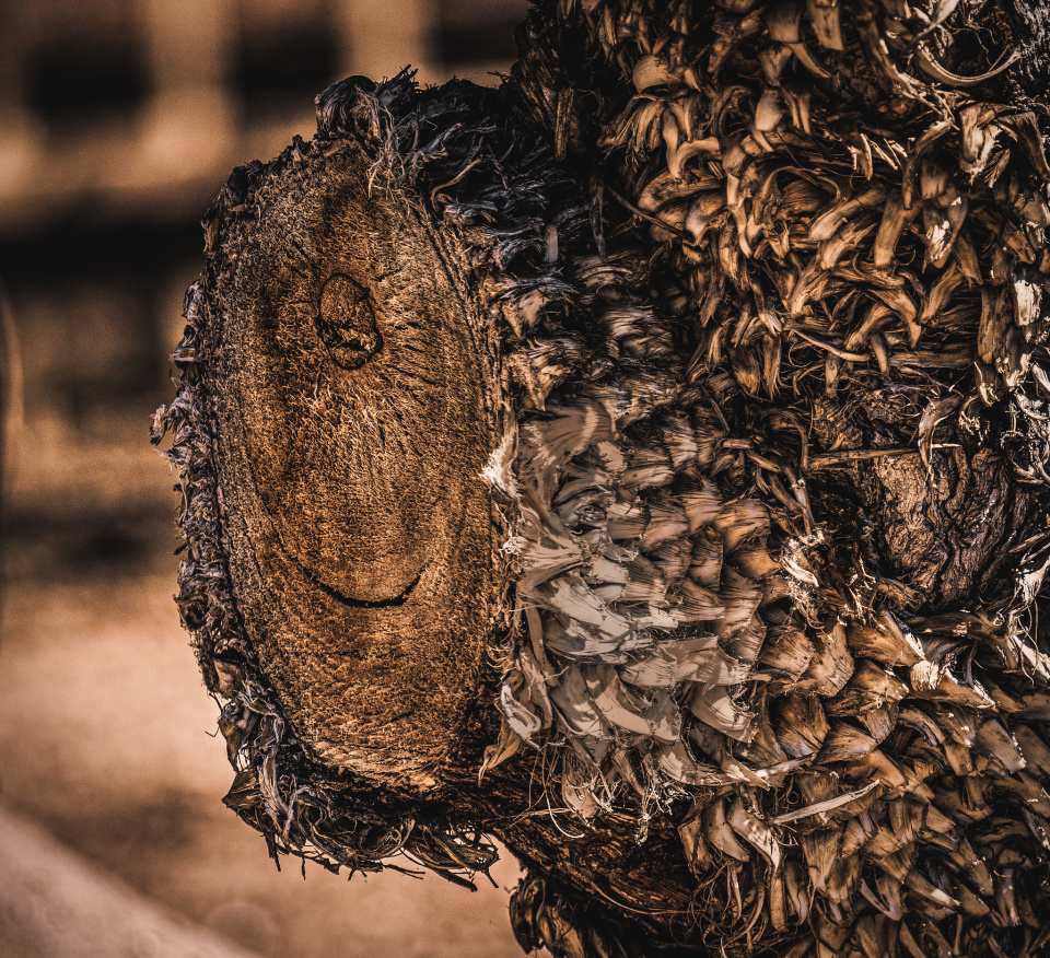 Smiling Cyclops | shirleyray | Blipfoto