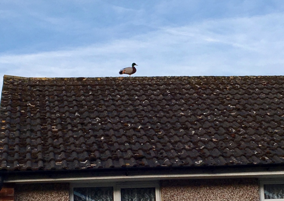 Duck on a roof | apickstock | Blipfoto