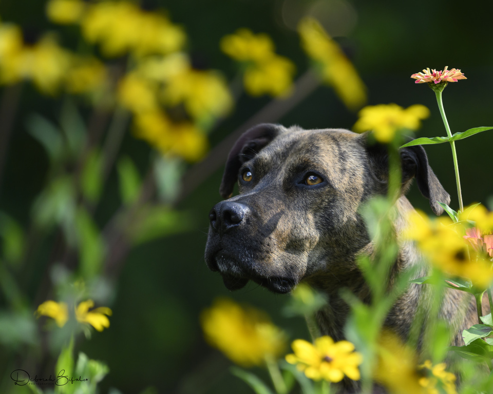 Garden Gnome | dbifulco | Blipfoto