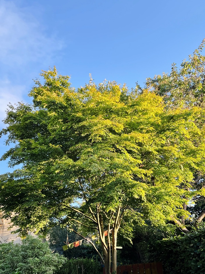 Japanese Acer | WeeDragon_J | Blipfoto