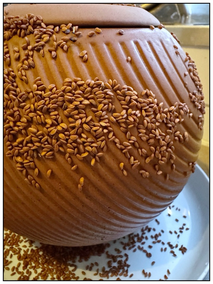 Seeds | Ilja | Blipfoto