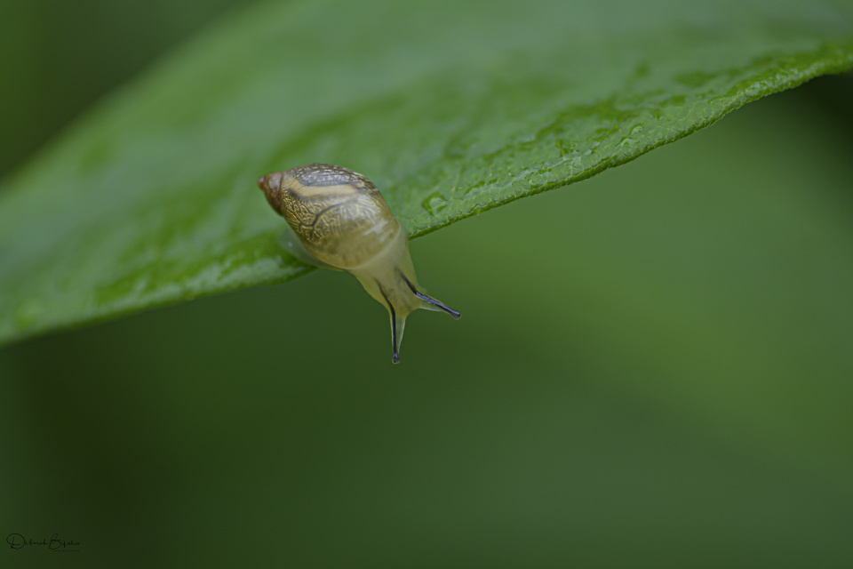 Hanging | dbifulco | Blipfoto