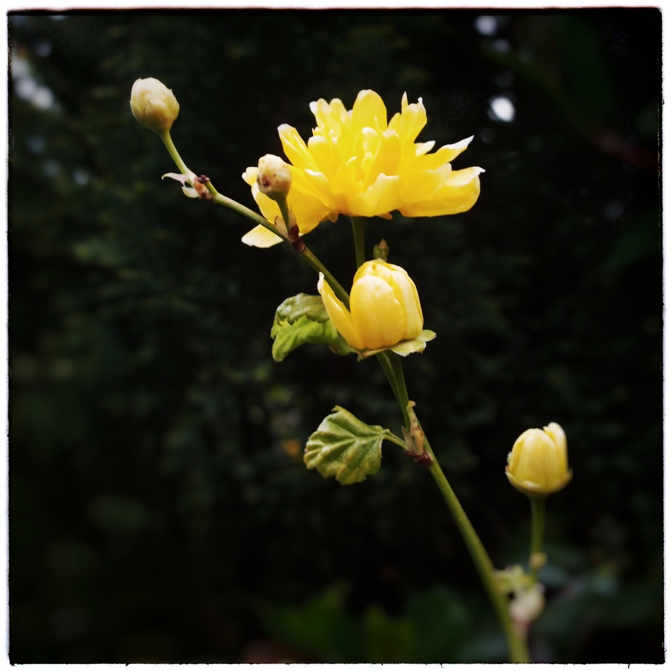 yellow | magi | Blipfoto