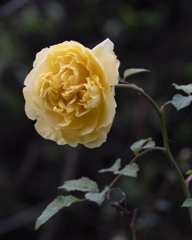 An improbable rose | JennyOwen | Blipfoto