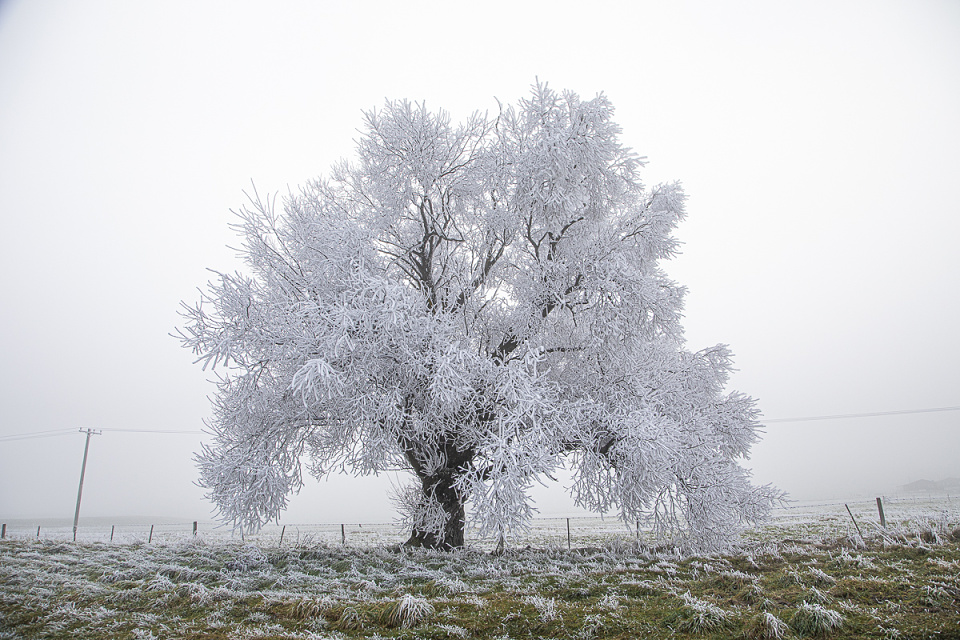 Can't resist a hoary-frosted tree | twigs | Blipfoto