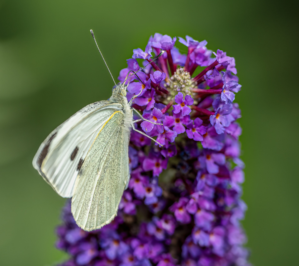 Flower Friday | davidc | Blipfoto