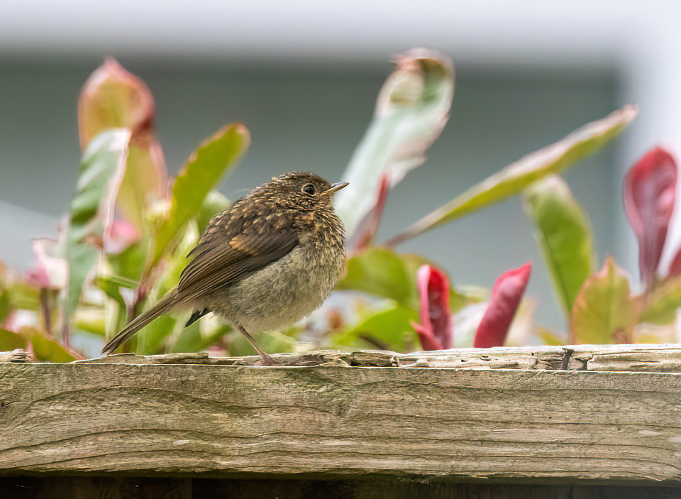 Robin fledgling | Diane2104 | Blipfoto