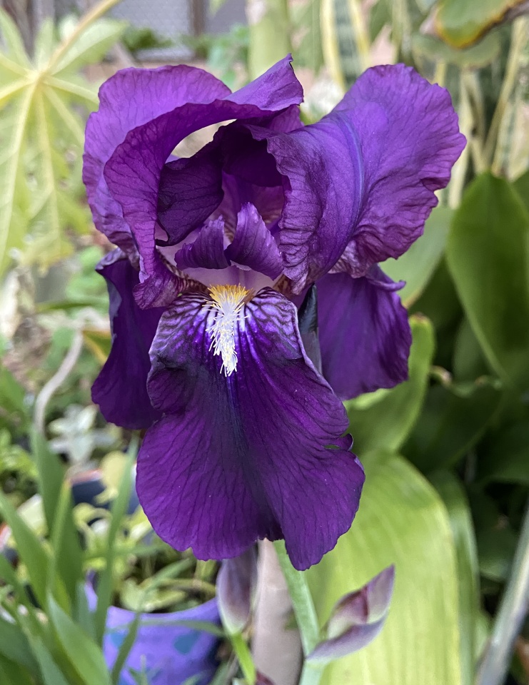 The Hidden Iris | DonnaWanna | Blipfoto