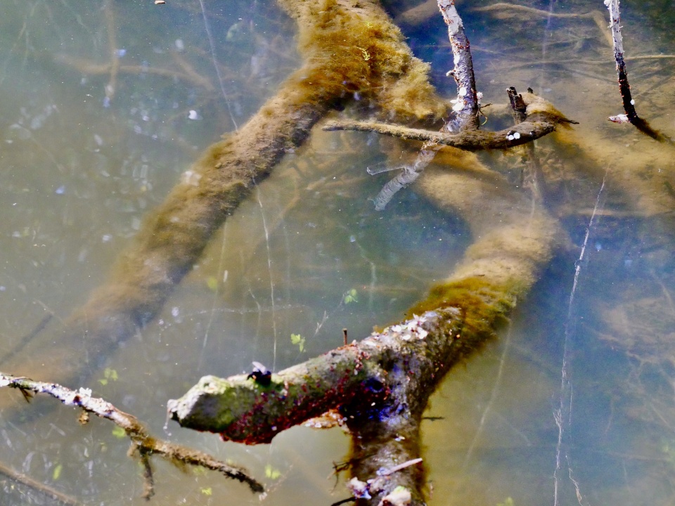 Submerged Log | mab1943 | Blipfoto