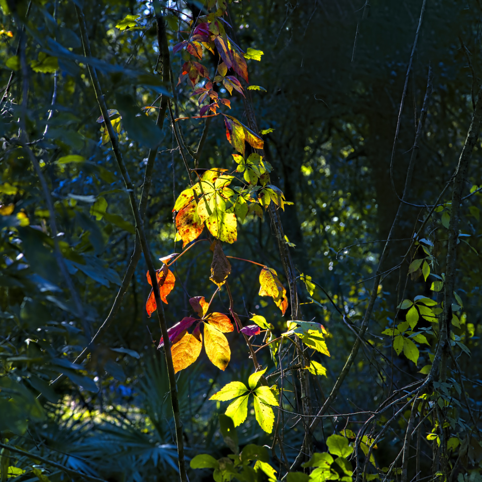 Spot of Color | bugsman | Blipfoto