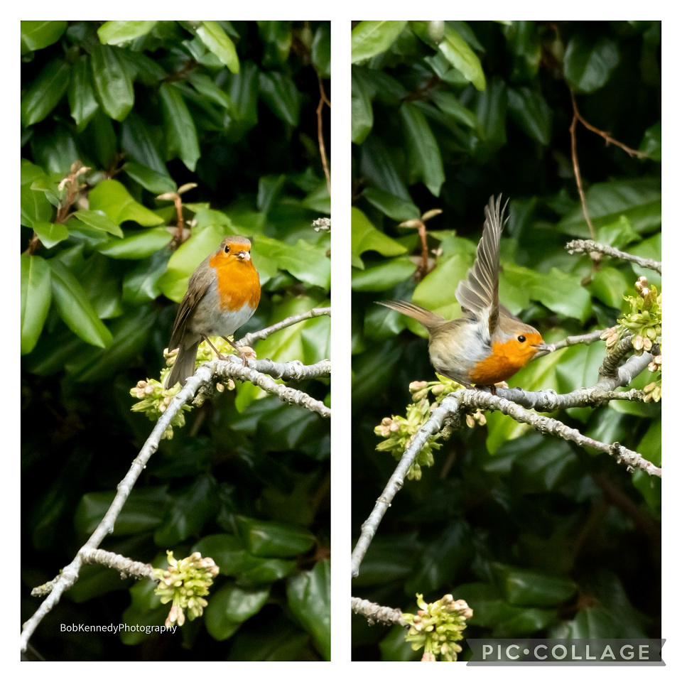 Different county same Robin. | BobKennedyPhoto | Blipfoto