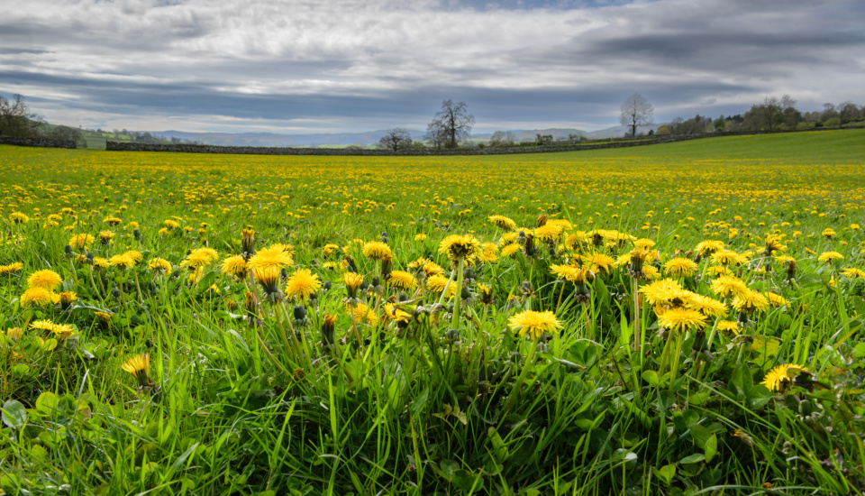 A field full of Dandelions | JohnGravett | Blipfoto