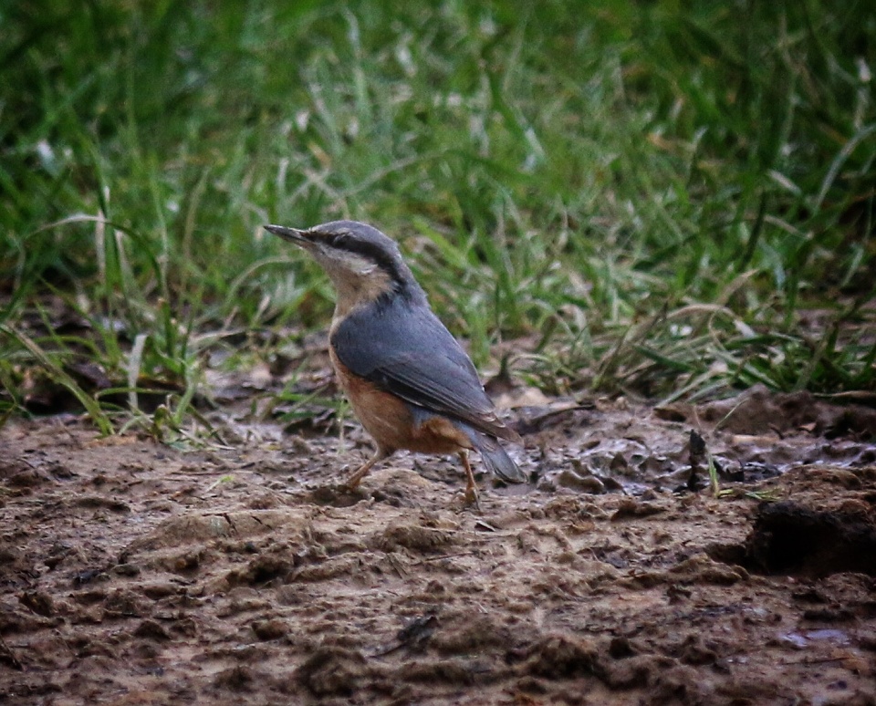 Nuthatch? | Kiteseeker | Blipfoto