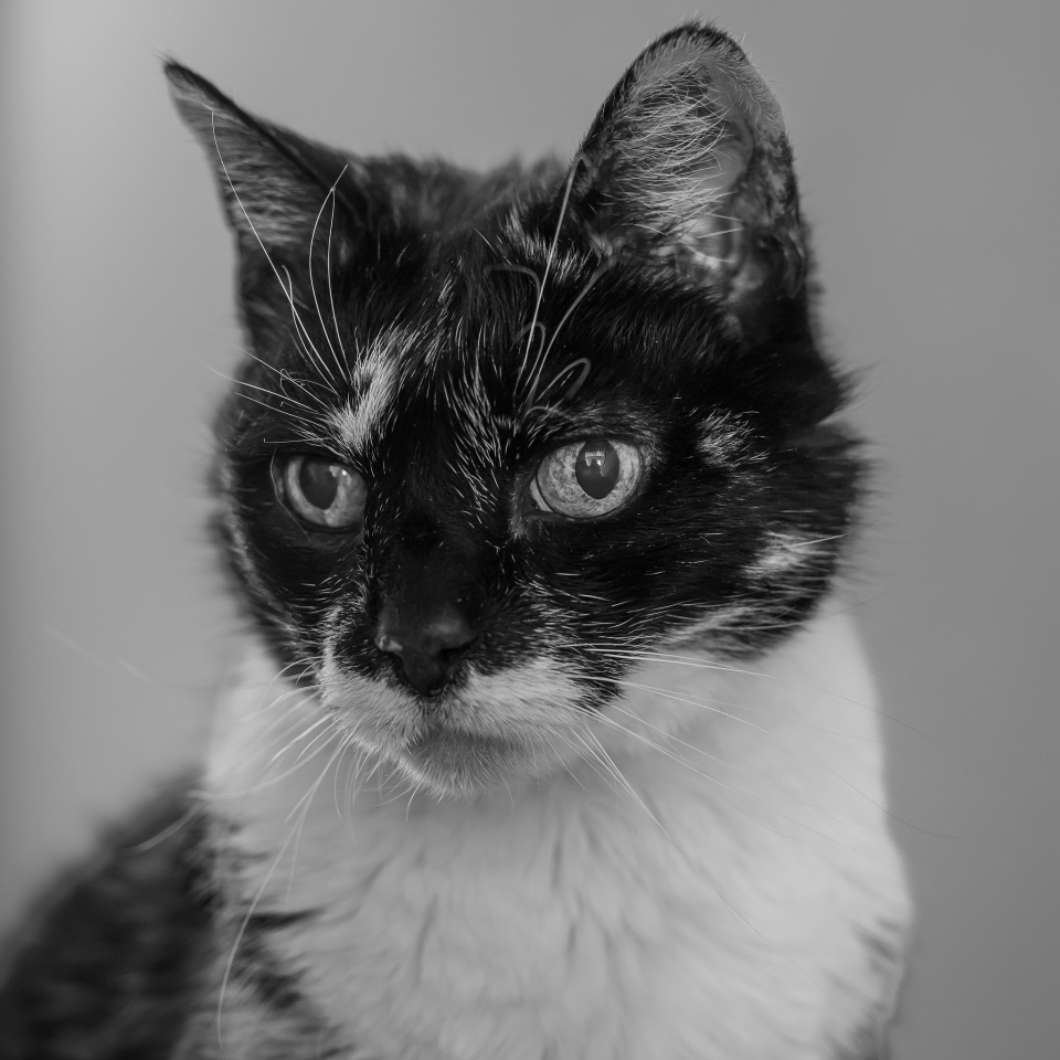 Phoebe - Textures | dbifulco | Blipfoto