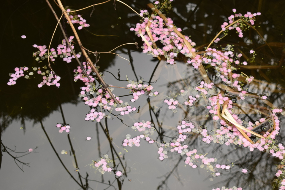 Petals on the pond | rat | Blipfoto