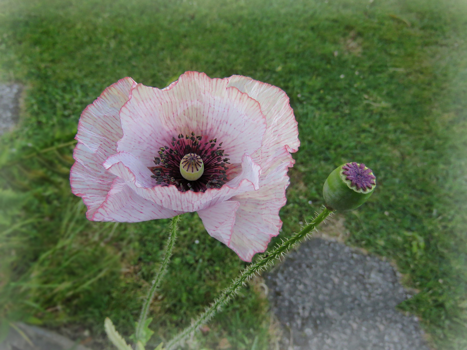 Pretty Poppy | cabbagetree | Blipfoto