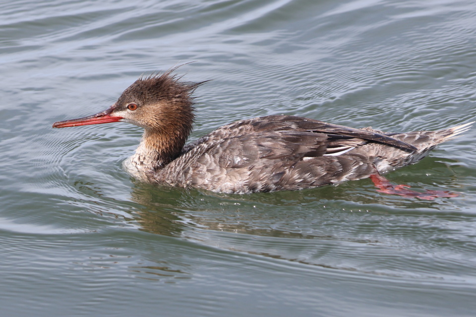 A Merganser on Monday | outdoorguy | Blipfoto
