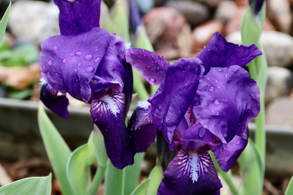 purple raindrops | stillandknow | Blipfoto