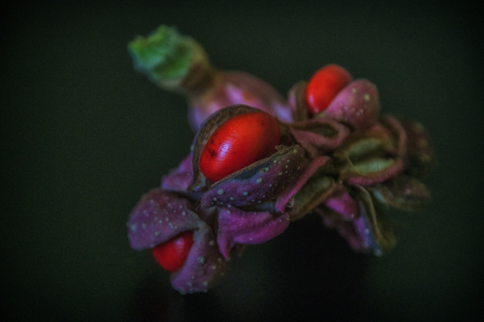 Magnolia seed pod with seeds | Ingeborg | Blipfoto