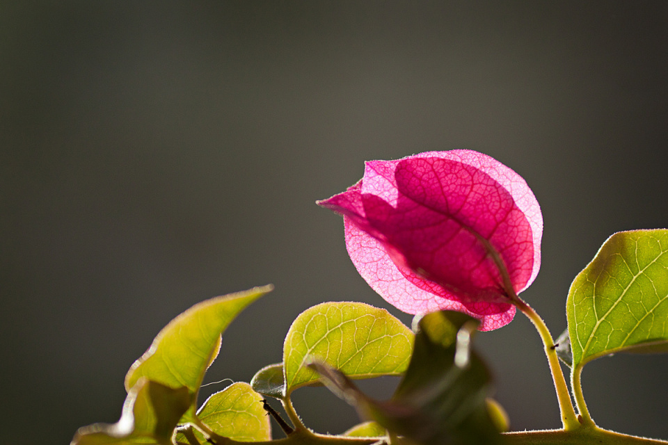 Flower Veins | Livingandloving | Blipfoto