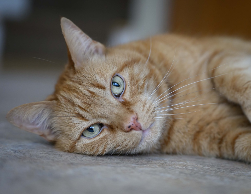 Chillin' | dbifulco | Blipfoto