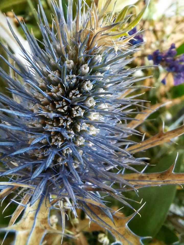 Tiny Tuesday... | evolybab | Blipfoto