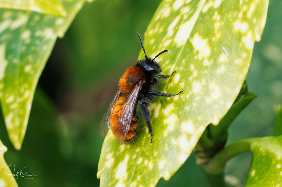 Favourite | JDO | Blipfoto