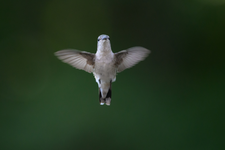 Angel's Wings | dbifulco | Blipfoto