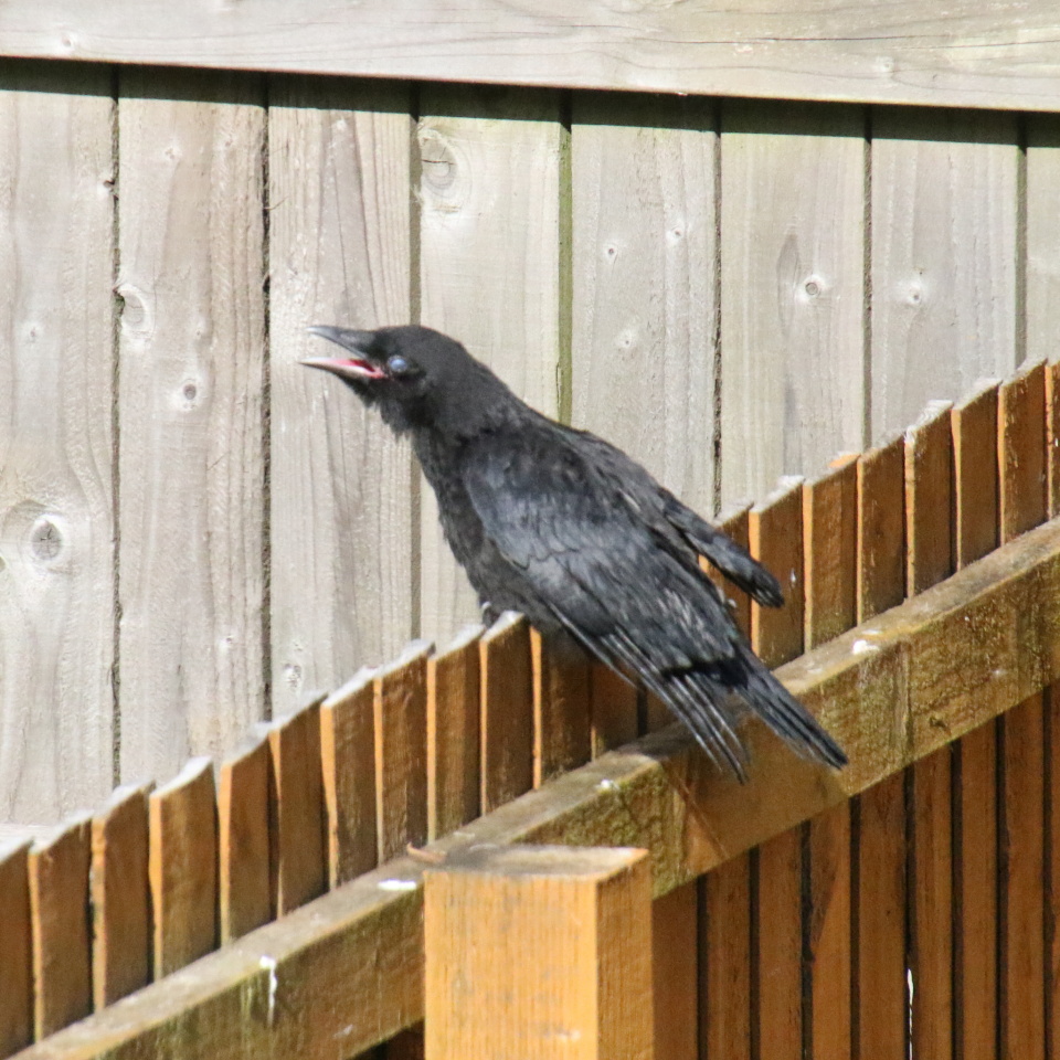 Noisy Crow on the fence | pencefn | Blipfoto