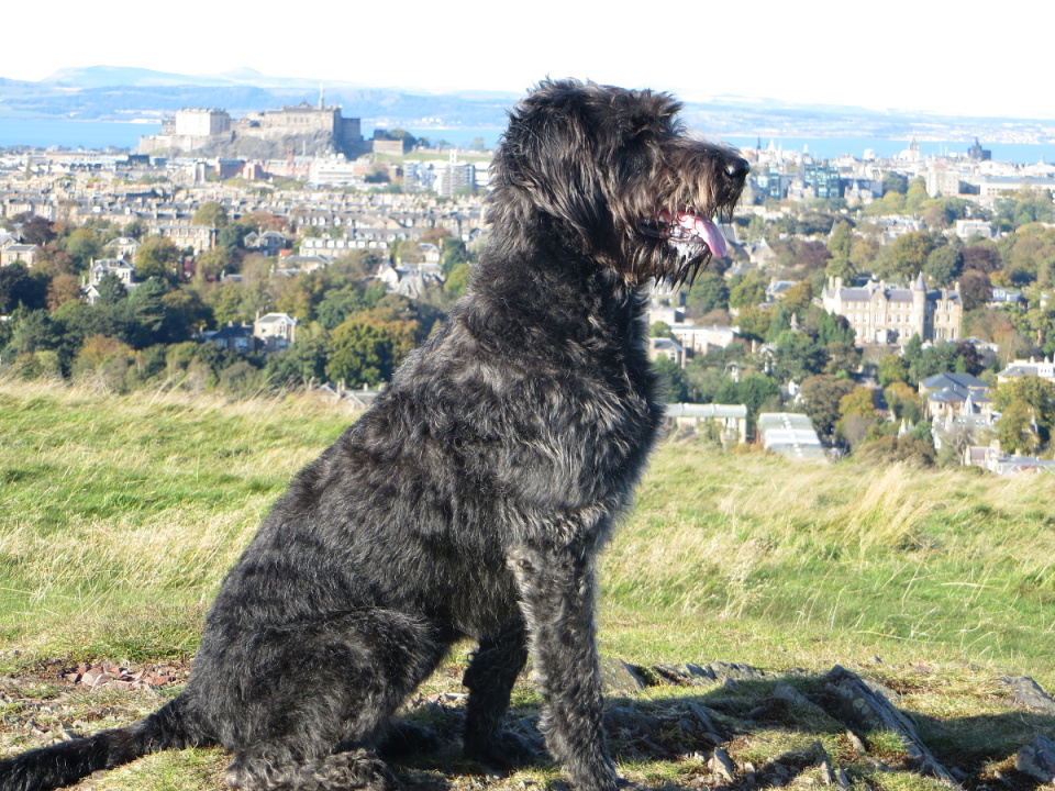 Capital Dog | chamberlainjohn | Blipfoto