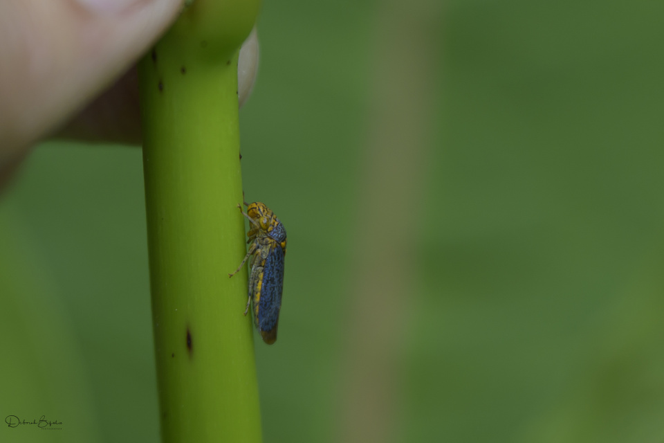 Sharpshooter | dbifulco | Blipfoto